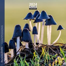 Calendrier mensuel 16 x 16 cm - champignons - 16 mois - Aquarupella Pas ...