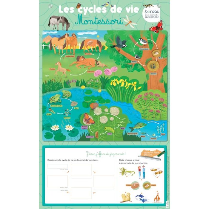 Les posters effaçables - Les cycles de vie Montessori Pas Cher | Bureau ...