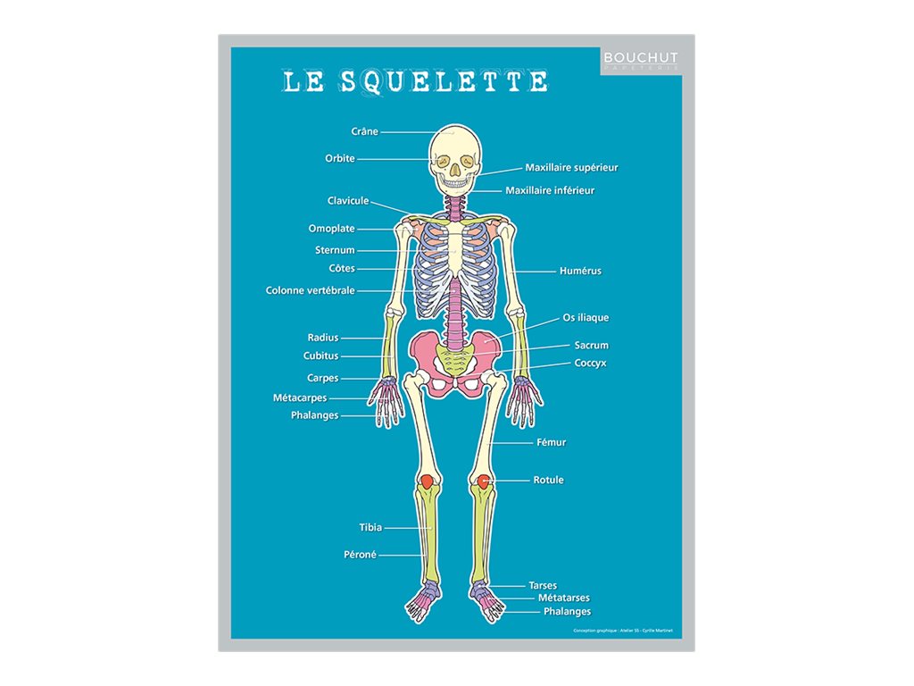 Bouchut - Fiche mémo Corps humain - double face - 265 x 205 mm Pas Cher | Bureau Vallée
